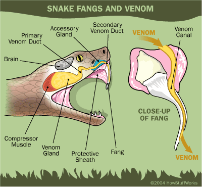 Venom Expulsion in Rattlesnakes – Al3xandria